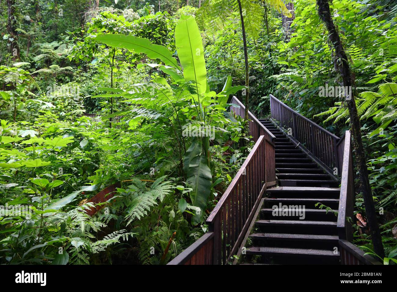 Nature in Guadeloupe Caribbean island. Hiking trail in Guadeloupe ...