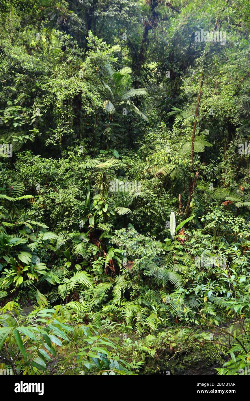 Nature in Guadeloupe Caribbean island. Green rainforest in Guadeloupe ...