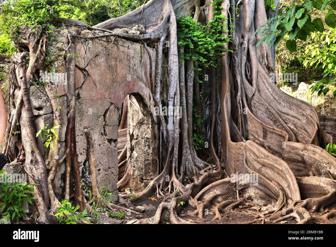 Guadeloupe landmark abandoned slavery prison overgrown with fig trees ...