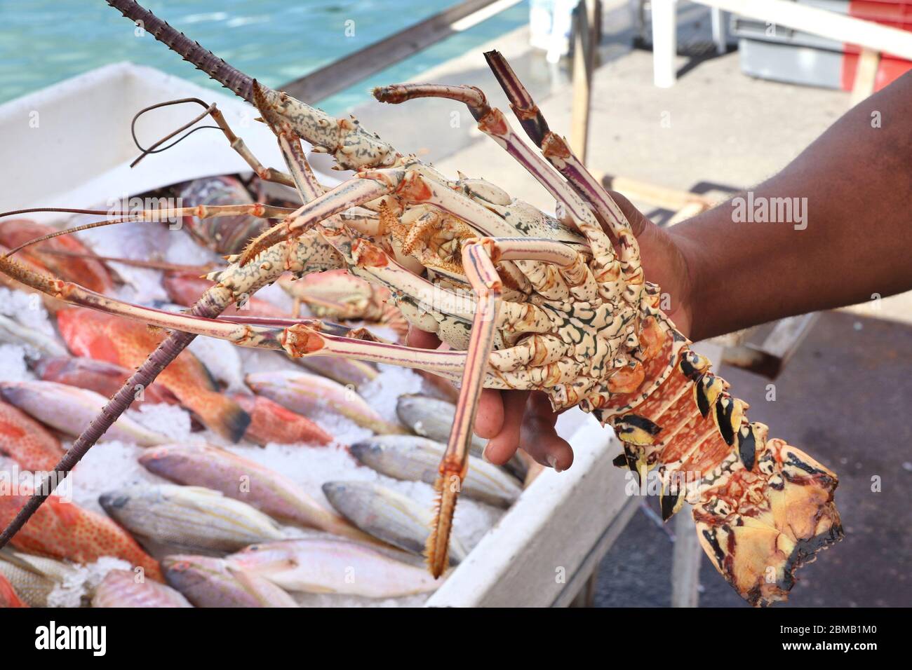 Langouste hi-res stock photography and images - Alamy
