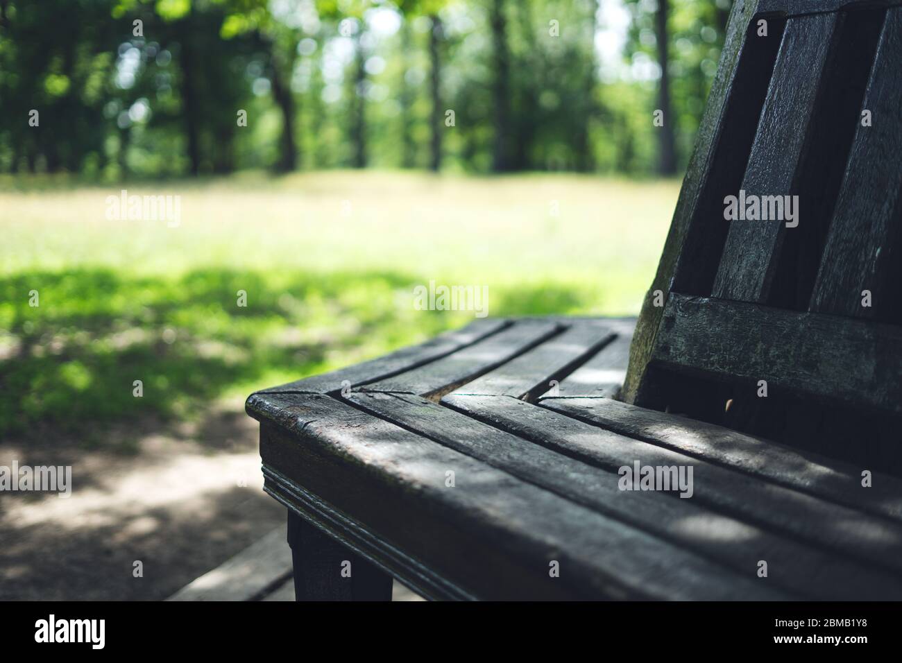 Wooden bench near a tall tree. Bench in the park on a summer day ...
