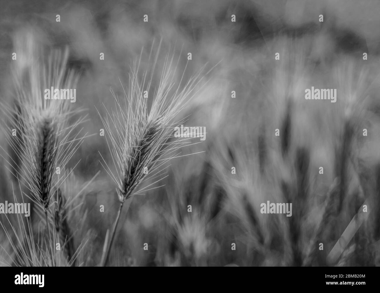 ears of Barley (Hordeum vulgare) - Close - up. Selective focus. Black ...