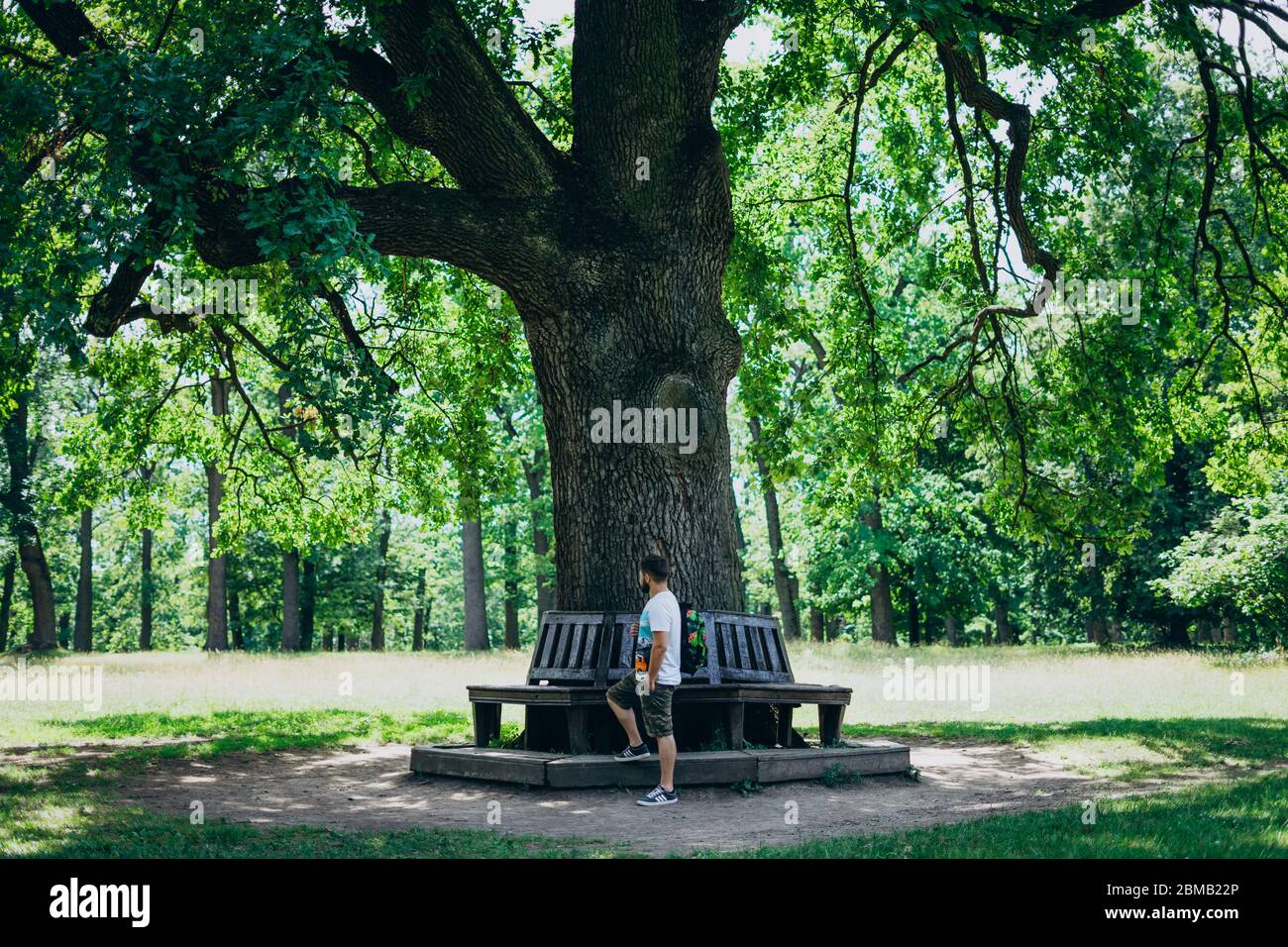Man in tall tree hi-res stock photography and images - Alamy