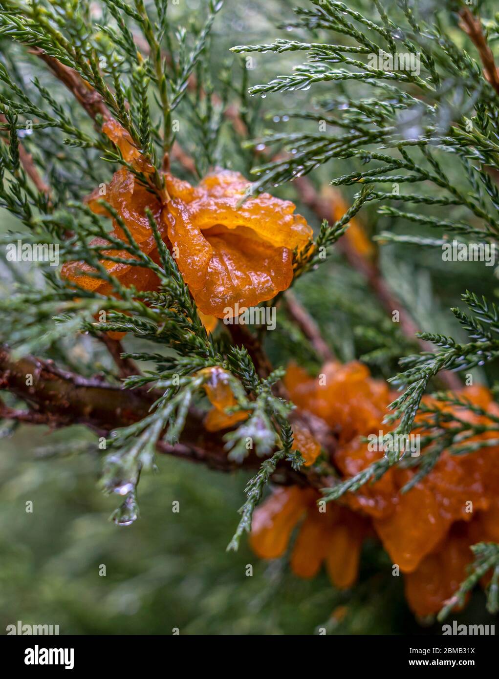 Rust of juniper hi-res stock photography and images - Alamy