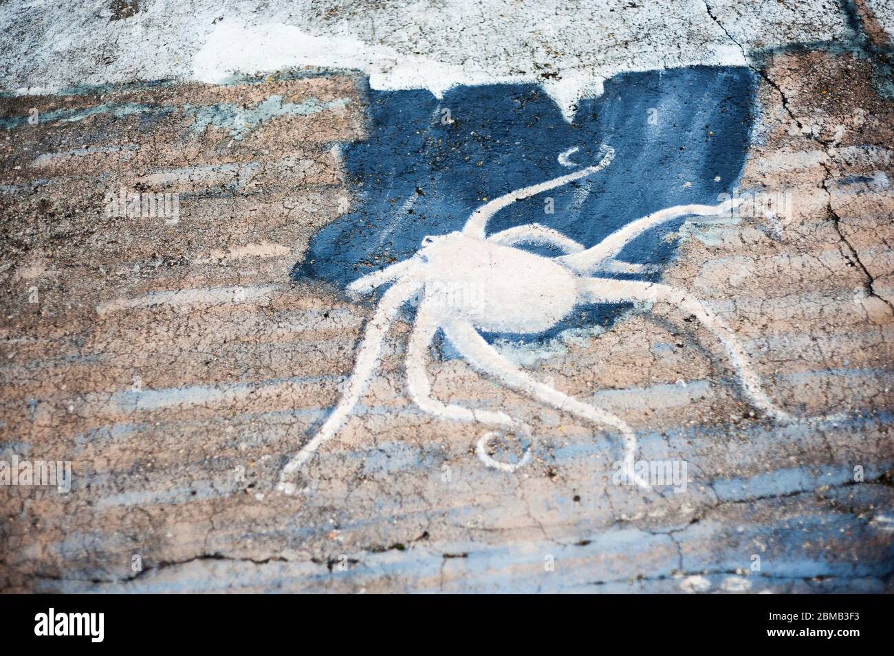 Octopus swimming hi-res stock photography and images - Alamy