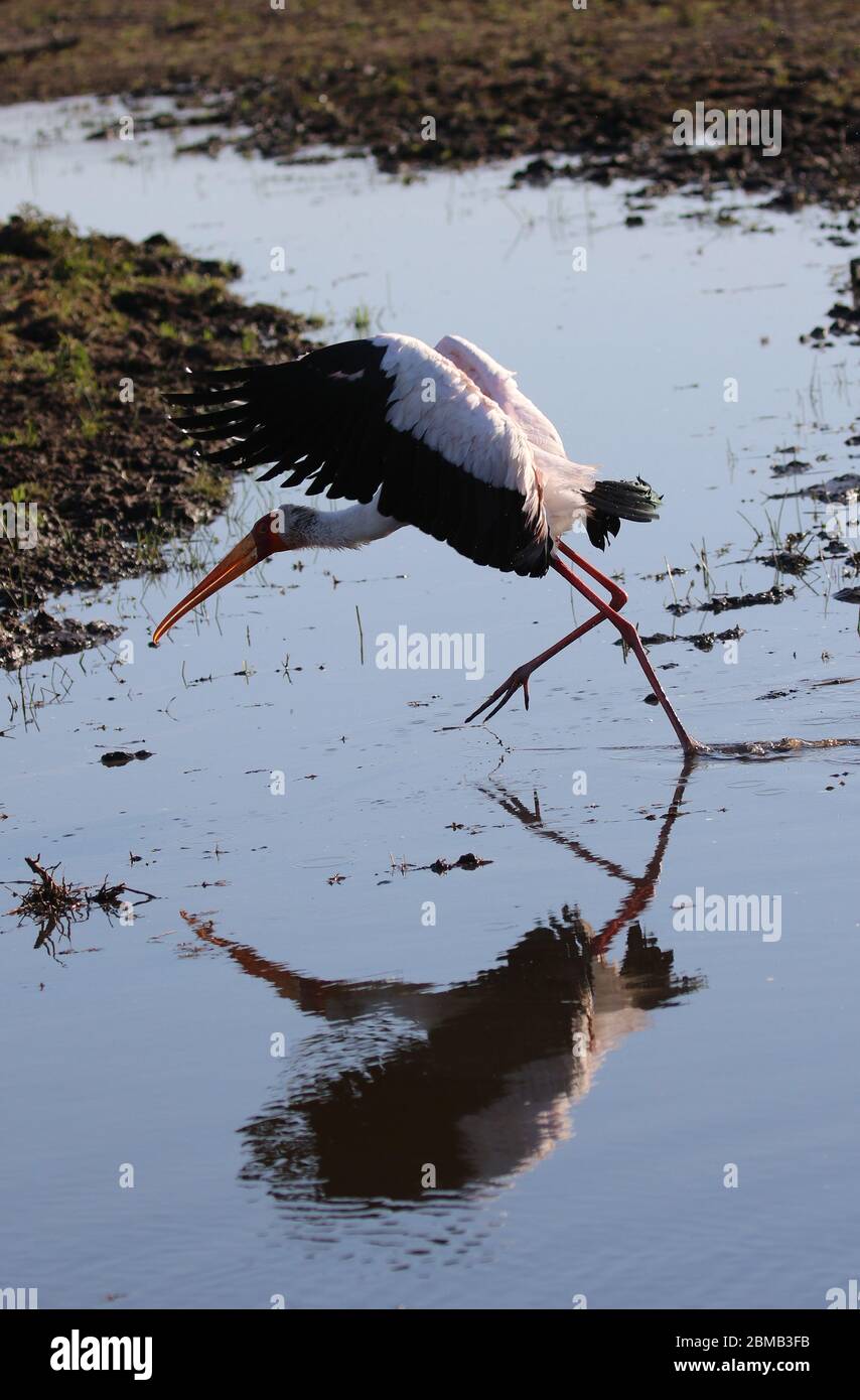 Wading Birds In Botswana Stock Photo Alamy wading-birds-in-botswana-stock-photo-alamy