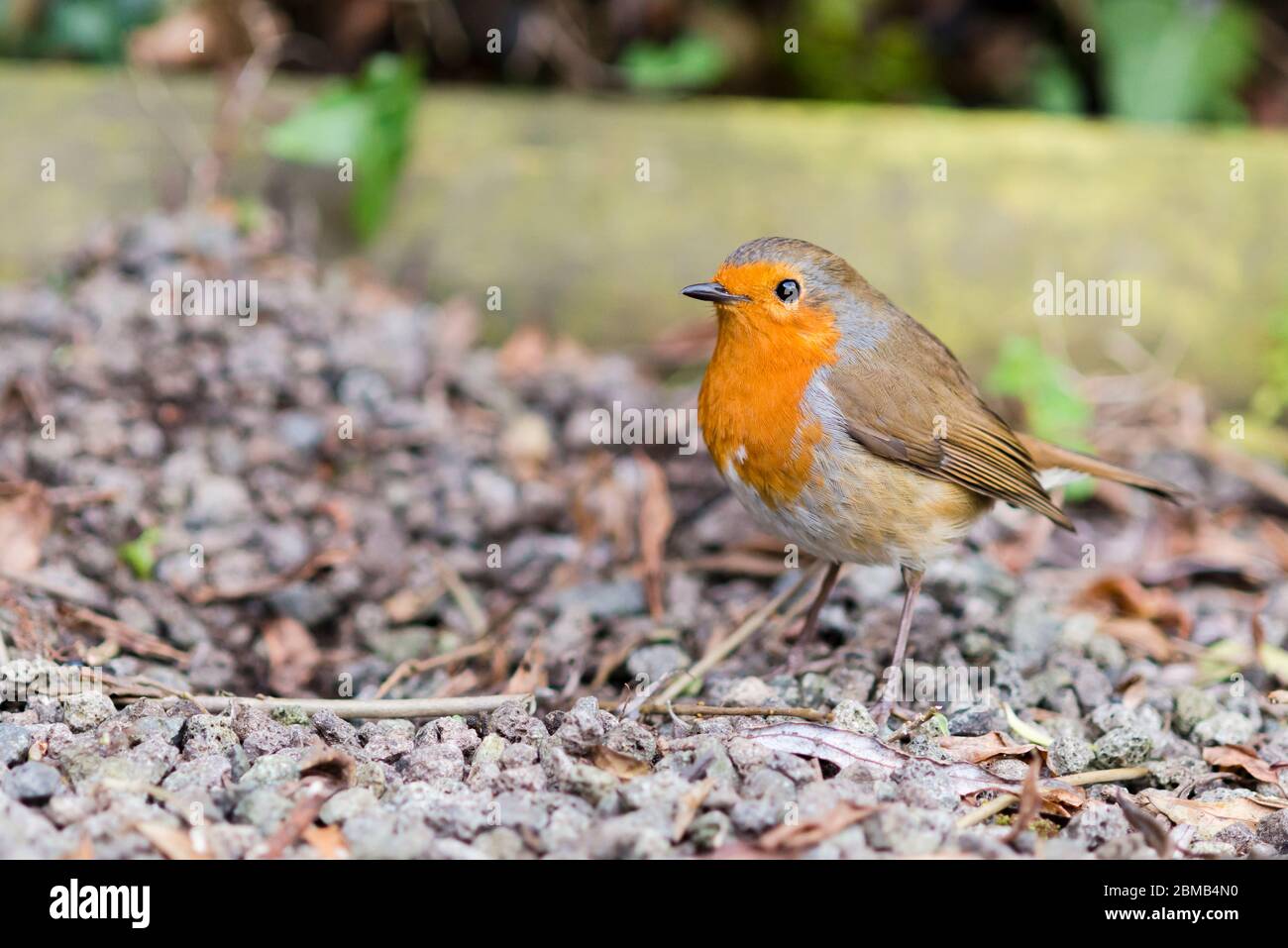 English robin hi-res stock photography and images - Alamy