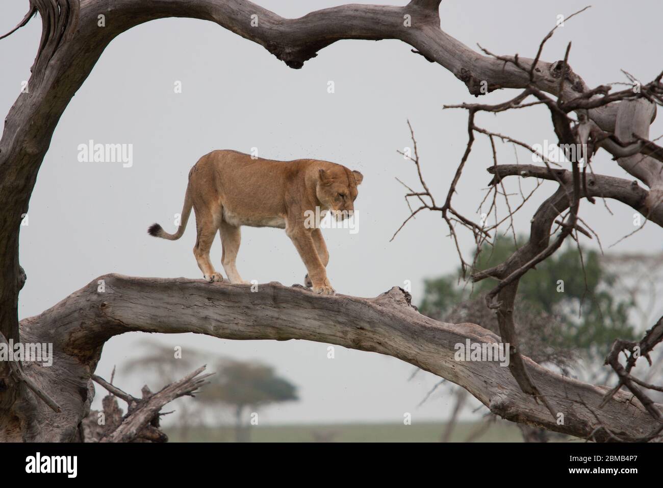 lioness resting after hunting on tree savanna landscape east Africa ...