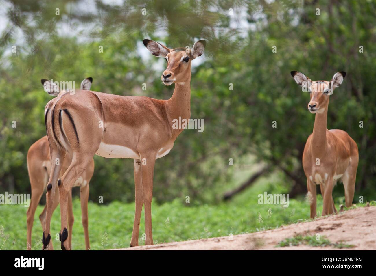 Springbok migration hi-res stock photography and images - Alamy