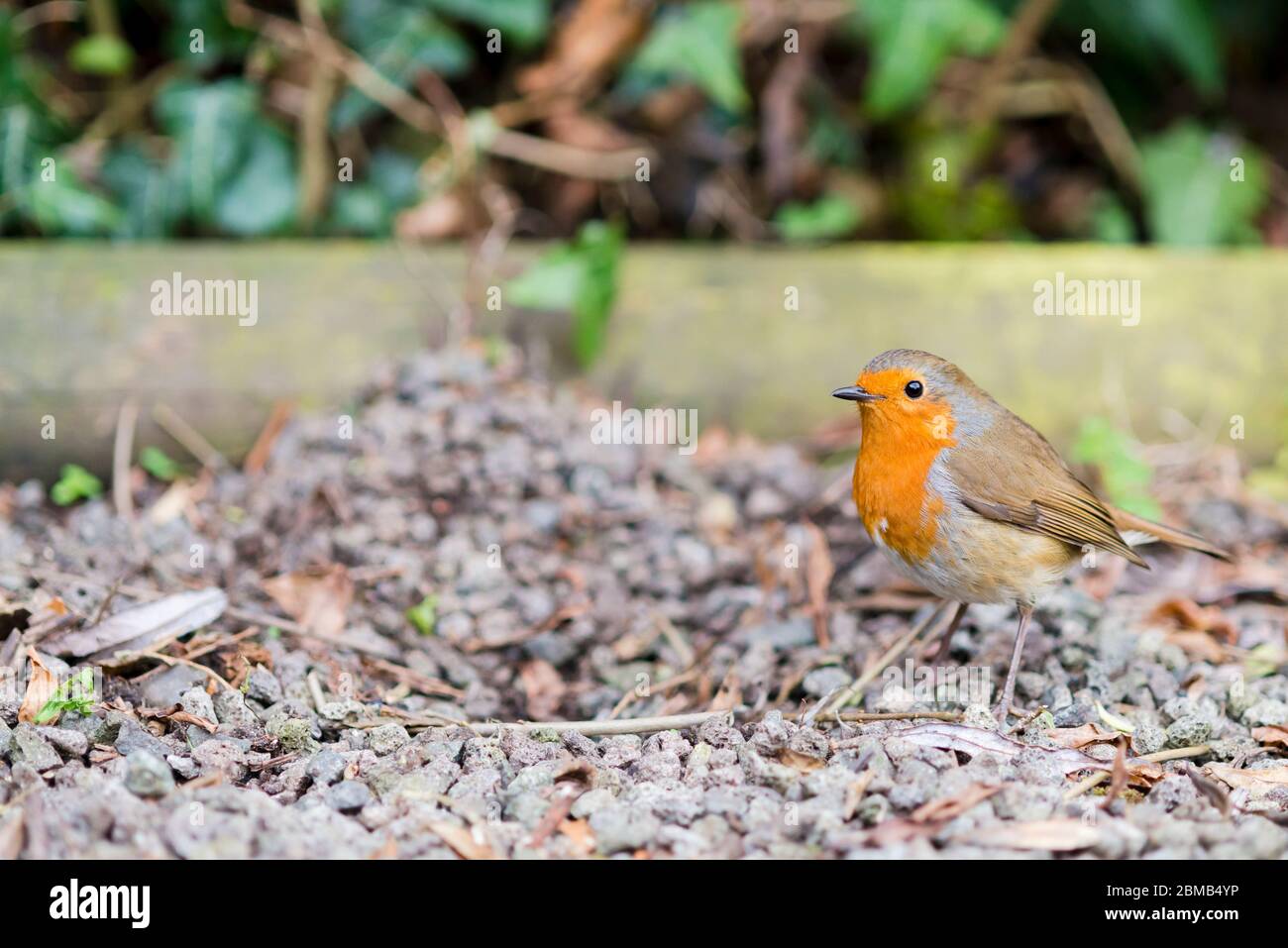 English robin hi-res stock photography and images - Alamy