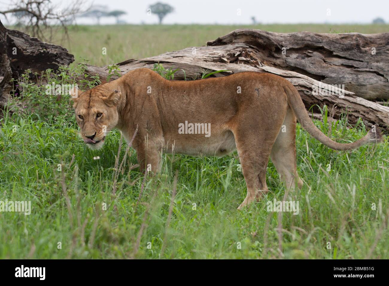 old lioness rest after hunting in savanna grassland east Africa ...