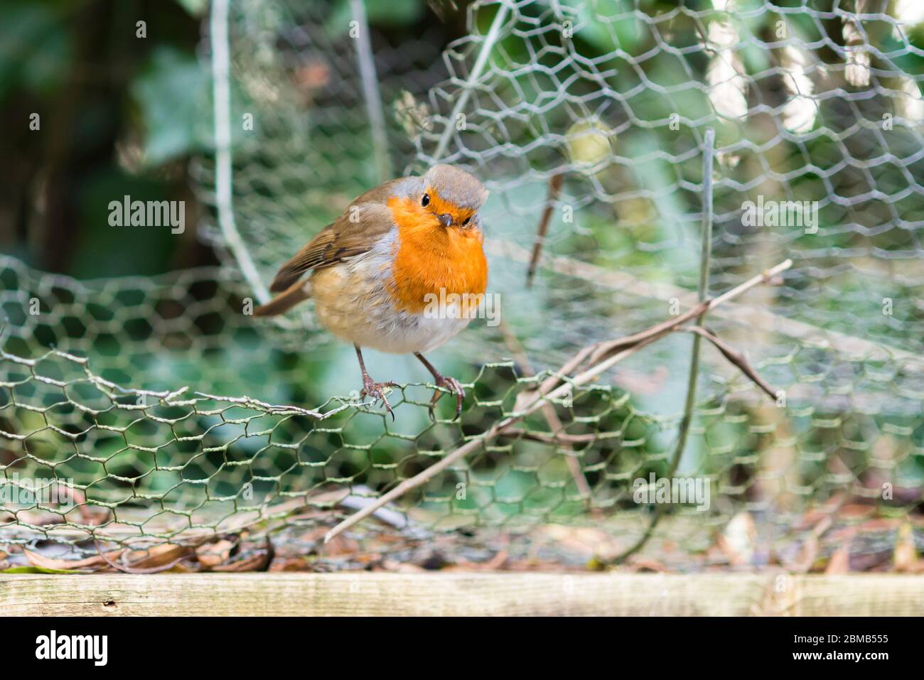 English robin hi-res stock photography and images - Alamy