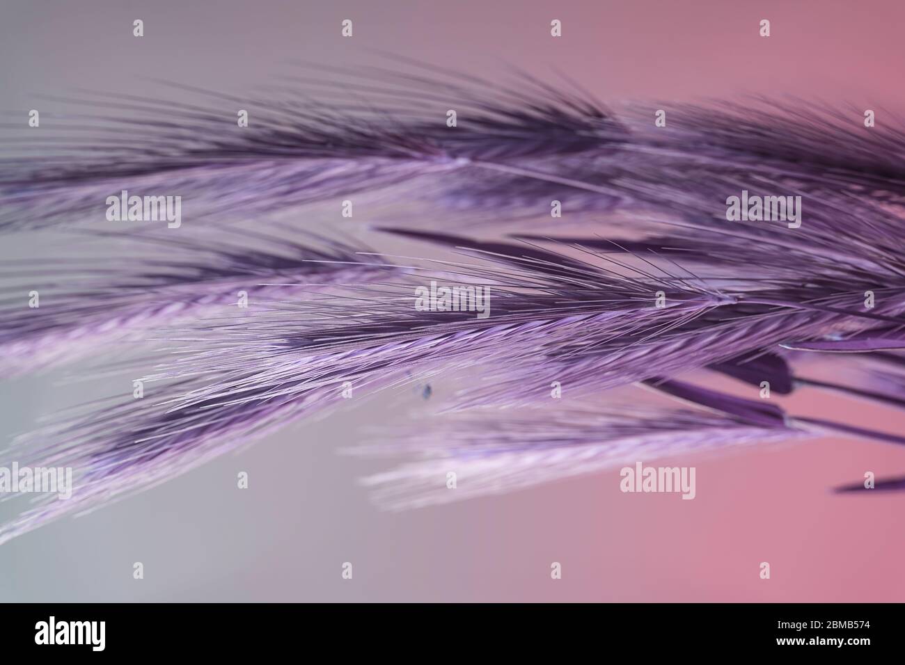 Close up abstract spikelet of wheat color pink light. Beautiful plant ...