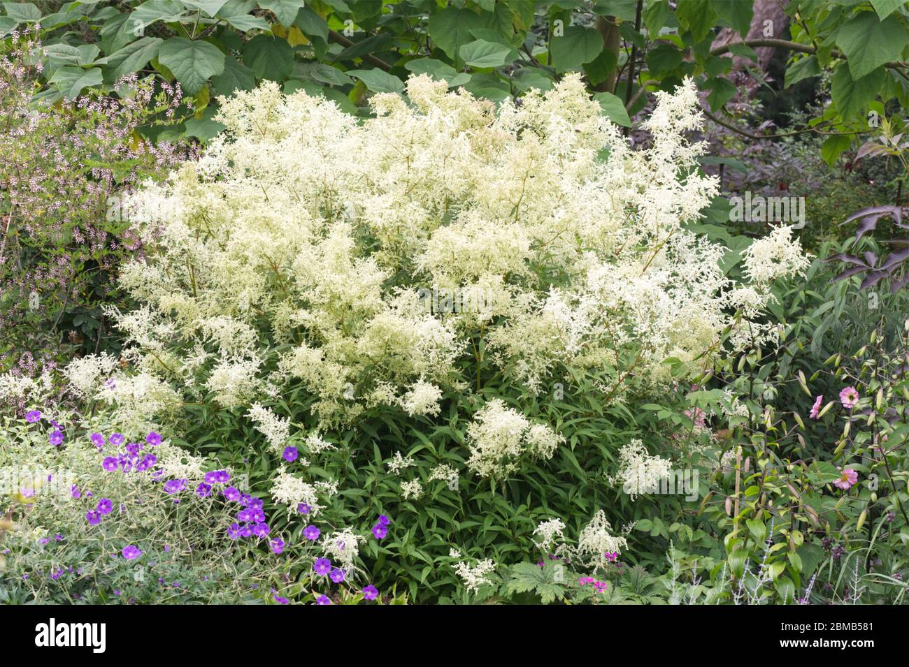 Filipendula ulmaria, meadowsweet bittersweet Stock Photo - Alamy