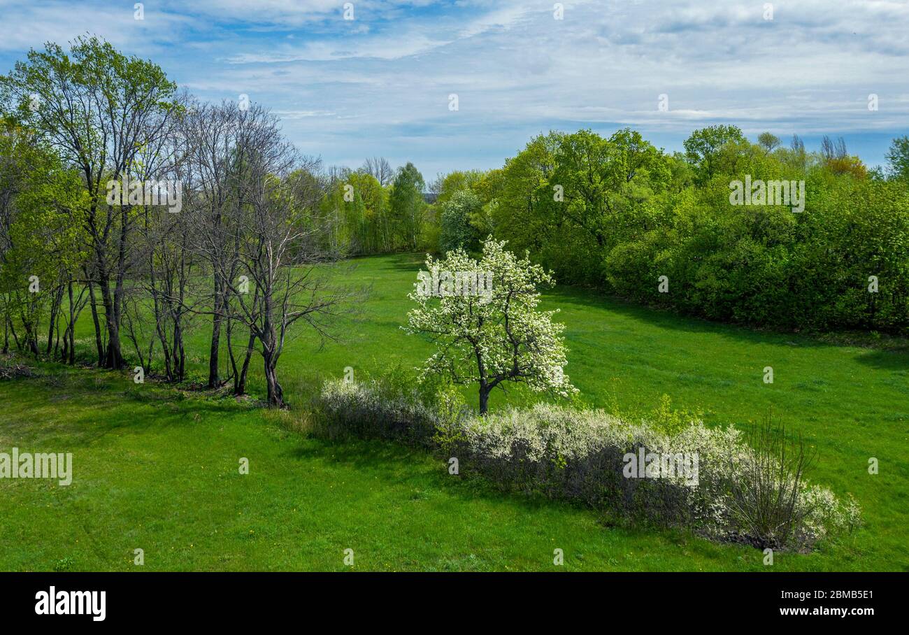 spring landscape with a blooming tree on a lawn of lush green grass ...