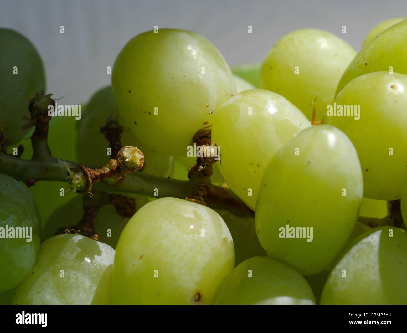 Pale grapes hi-res stock photography and images - Alamy