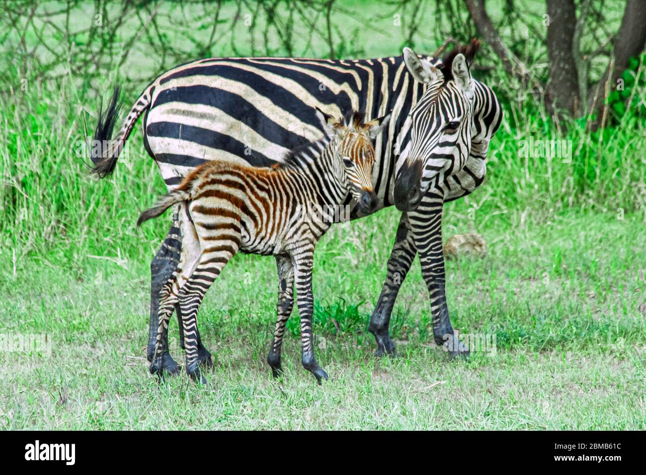 Juvenile Zebra foal with its mother Photographed in Tanzania Stock ...