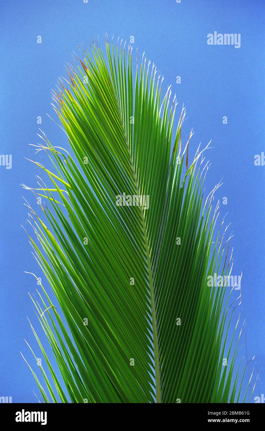Coconut palm frond, Cocos nucifera, Seashell Cove, Viti Levu, Fiji ...
