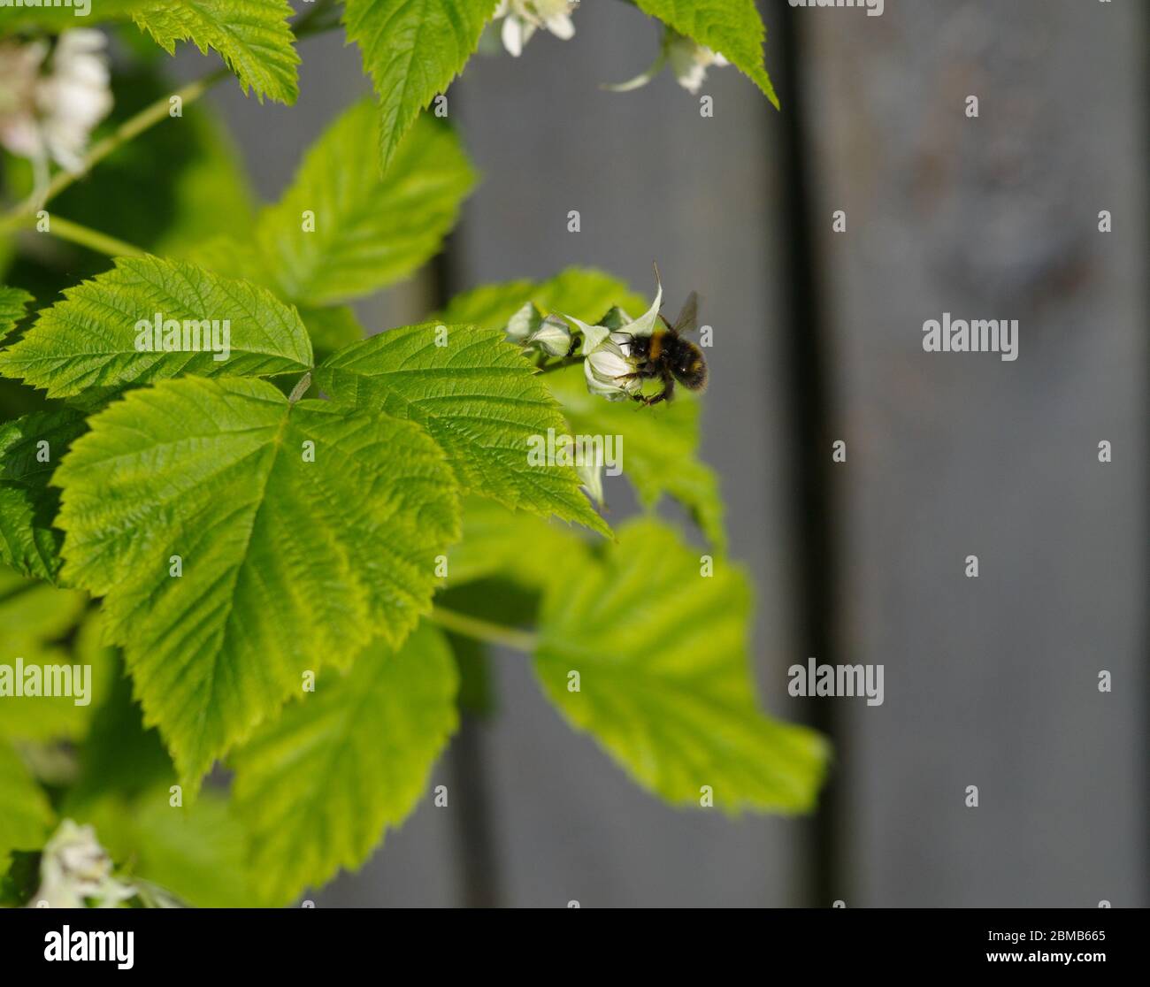 Raspberry plant in flower forming fruit Stock Photo - Alamy