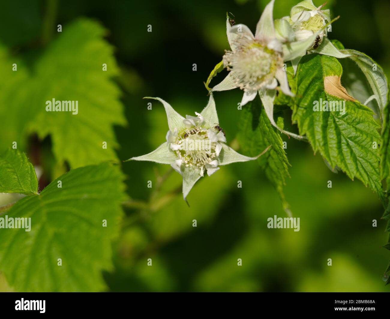 Raspberry plant in flower forming fruit Stock Photo - Alamy