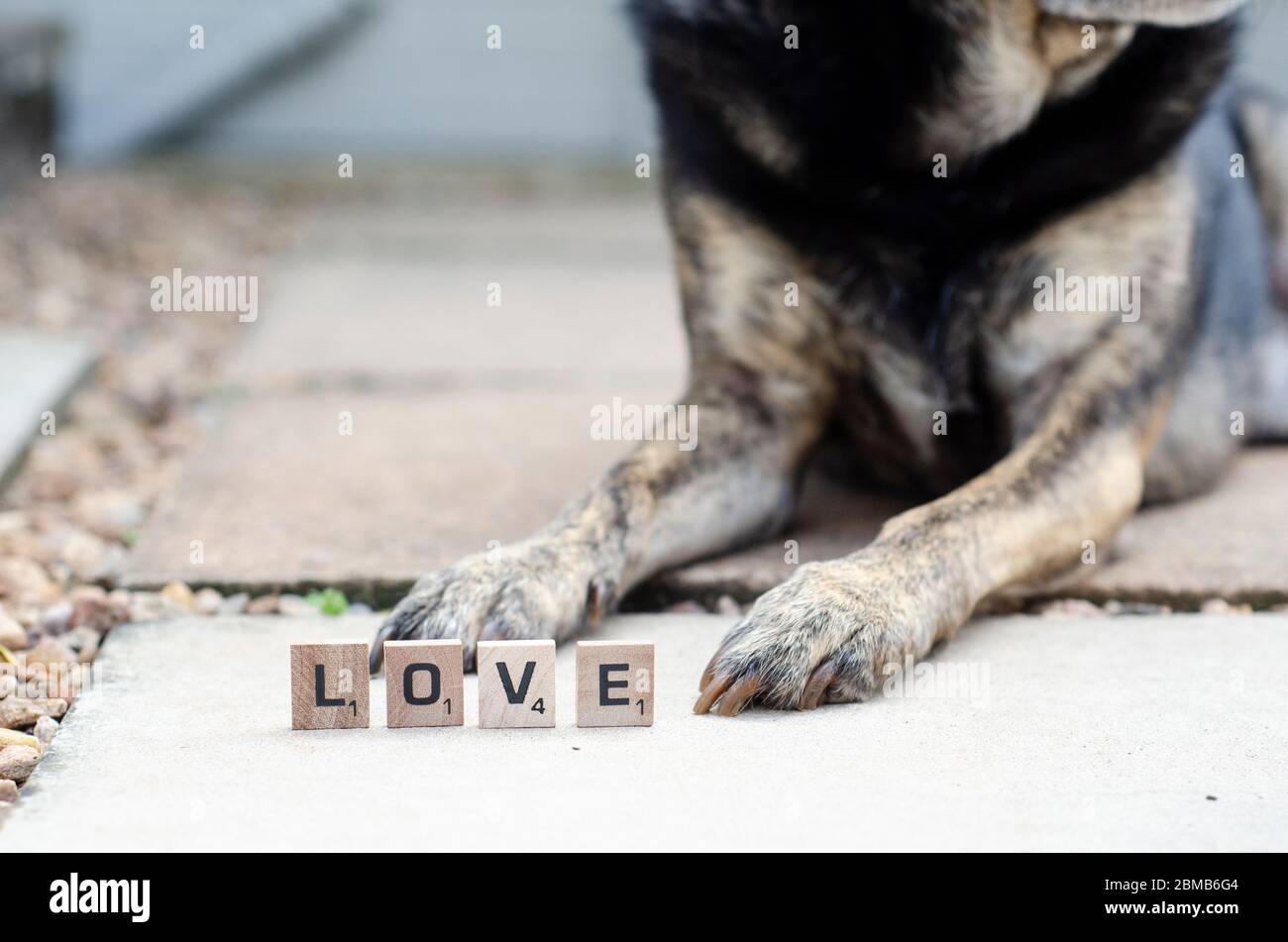 Dog paws in front hi-res stock photography and images - Alamy