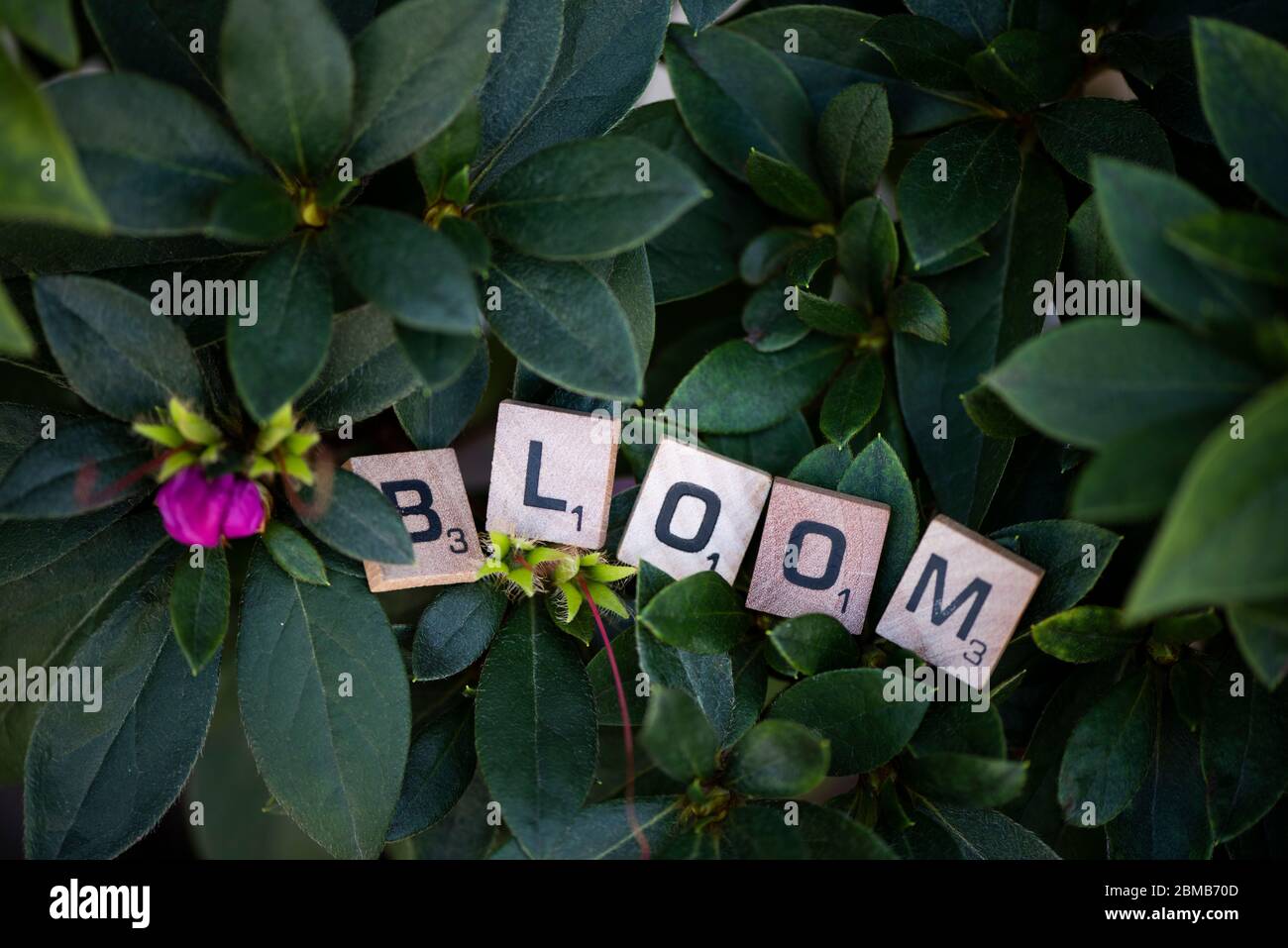 Bloom letters next to flower hi-res stock photography and images - Alamy