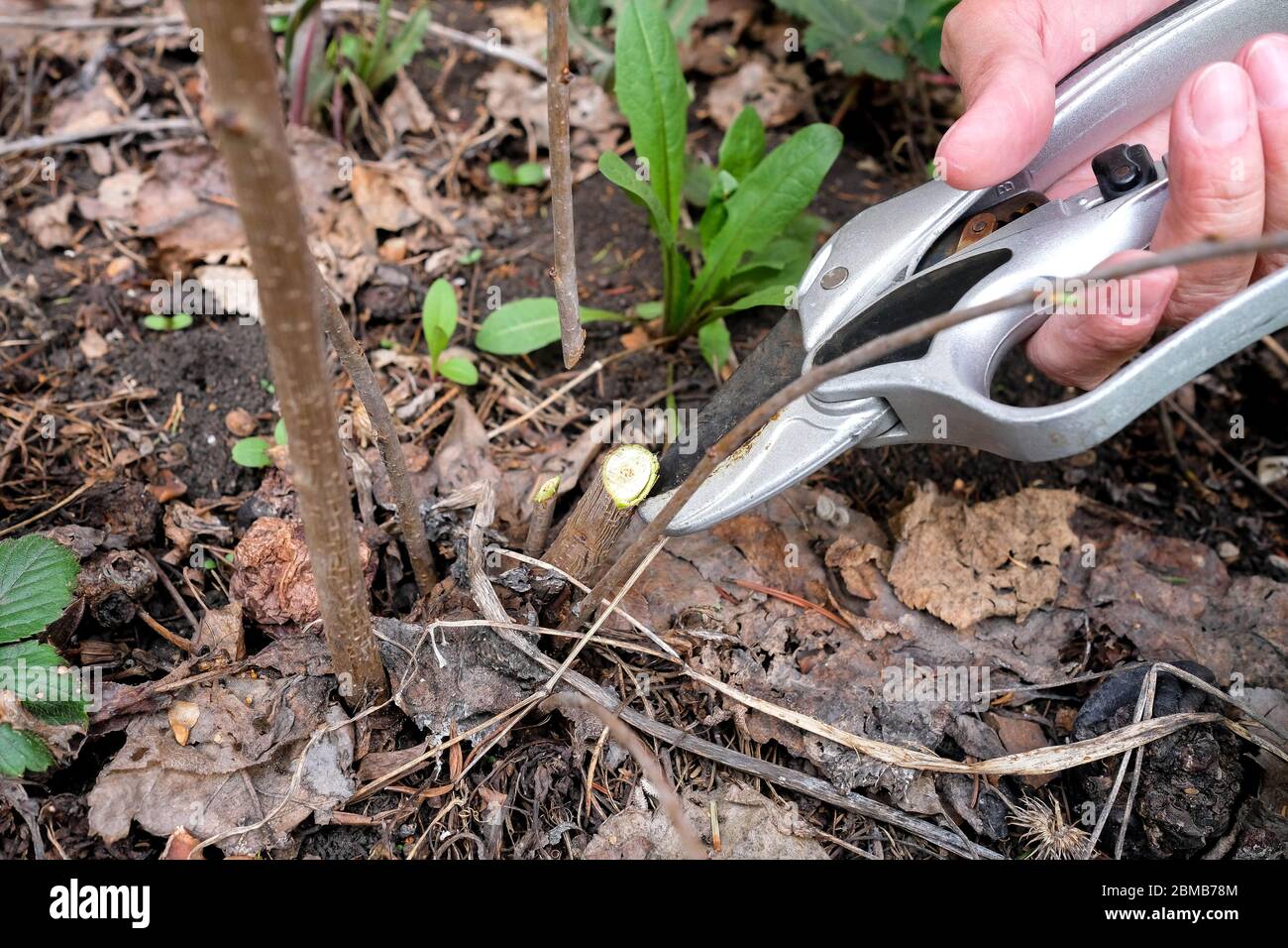 Young man cutting leaves hi-res stock photography and images - Alamy