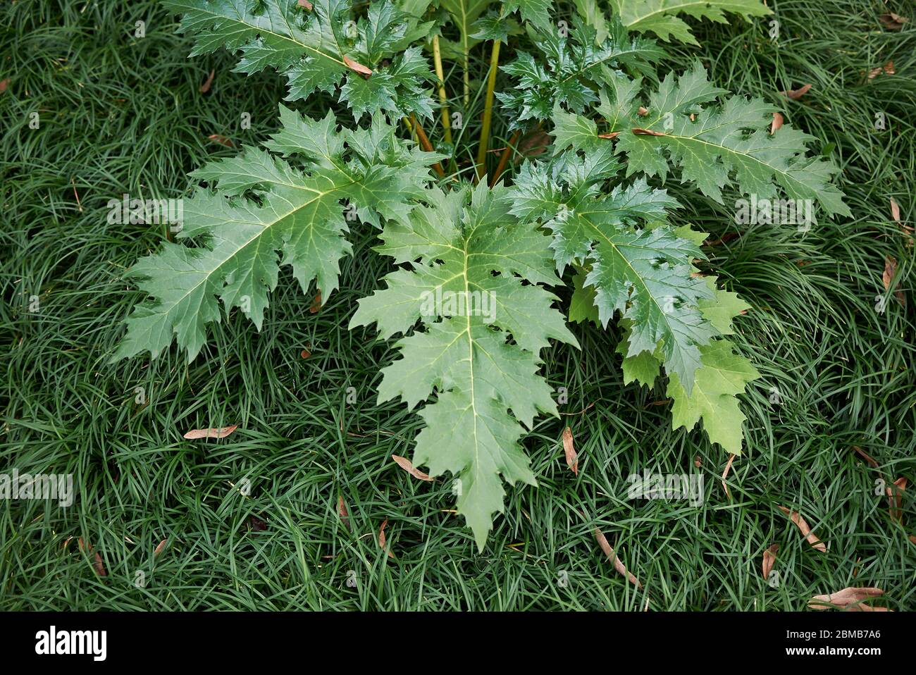 Acanthus leaf pattern hi-res stock photography and images - Alamy