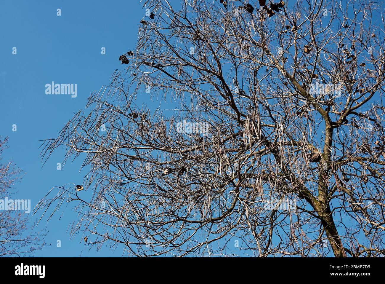 Catalpa Bignonioides Winter