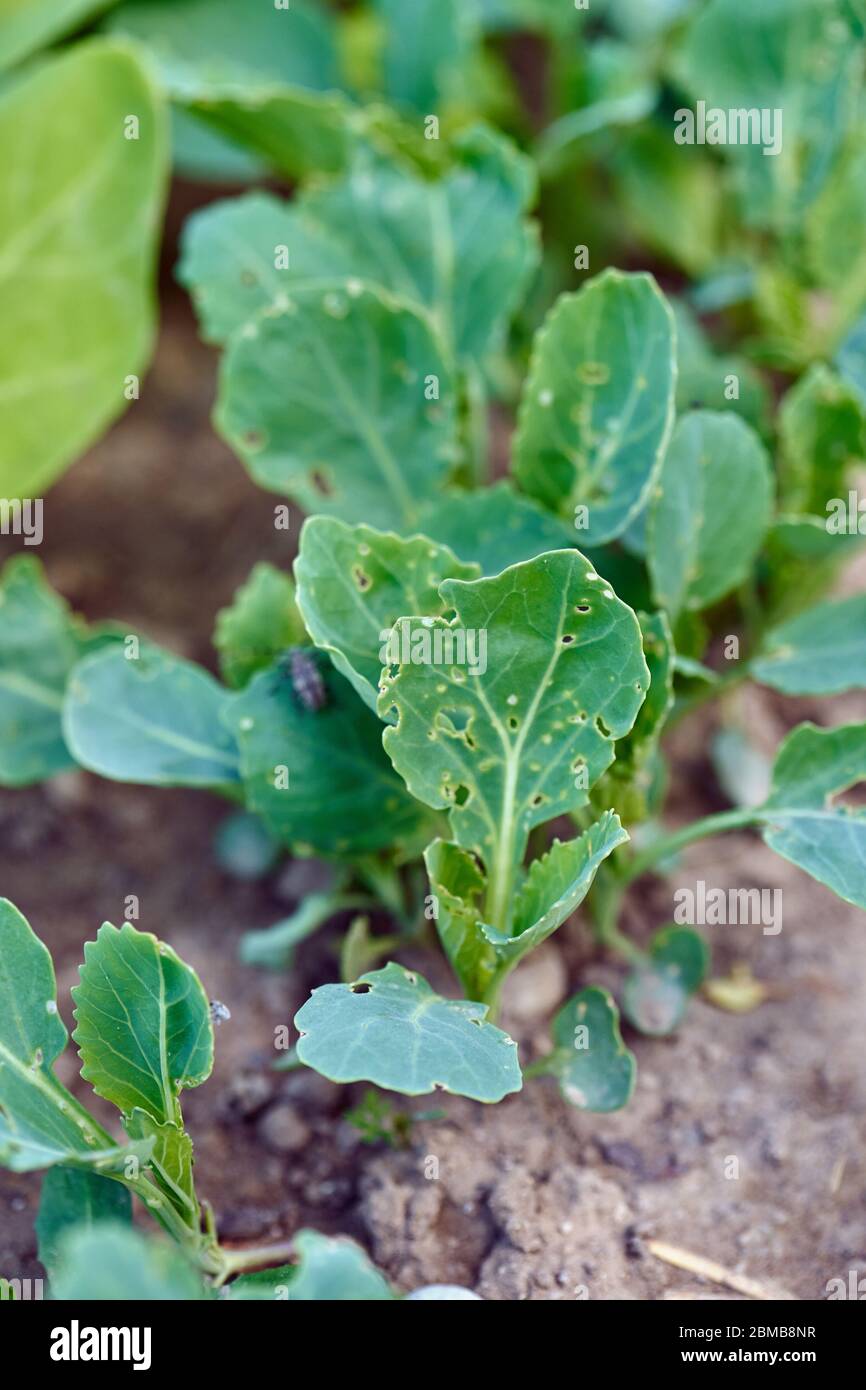 A row of cabbage seedlings, diseased from pests Stock Photo - Alamy