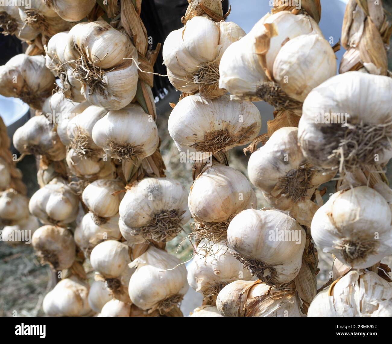 Garlic harvest, dried and braided for storage and for sale during ...