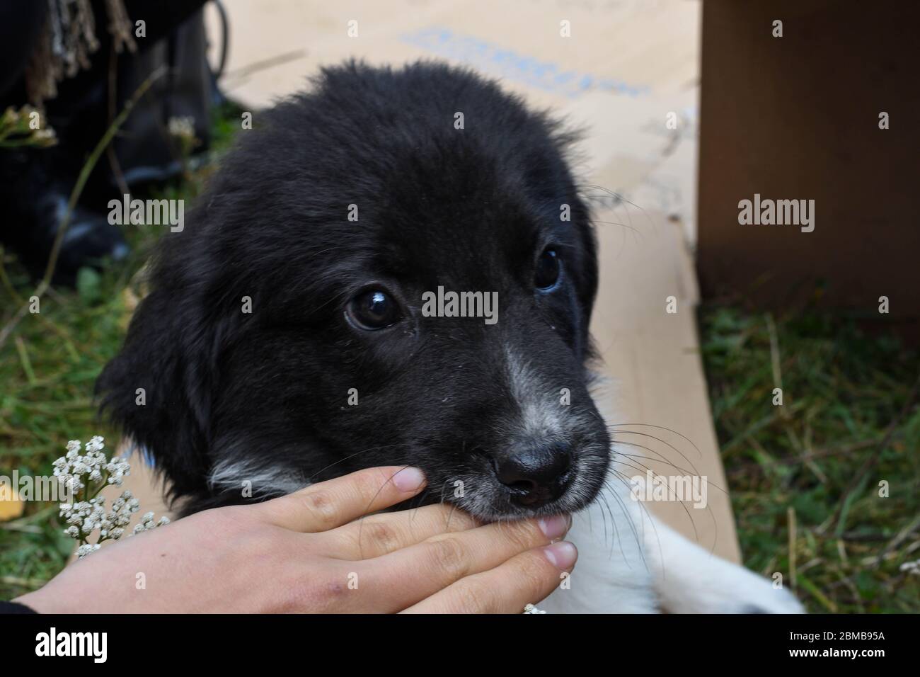 Small puppy dog biting hand, playing Stock Photo - Alamy