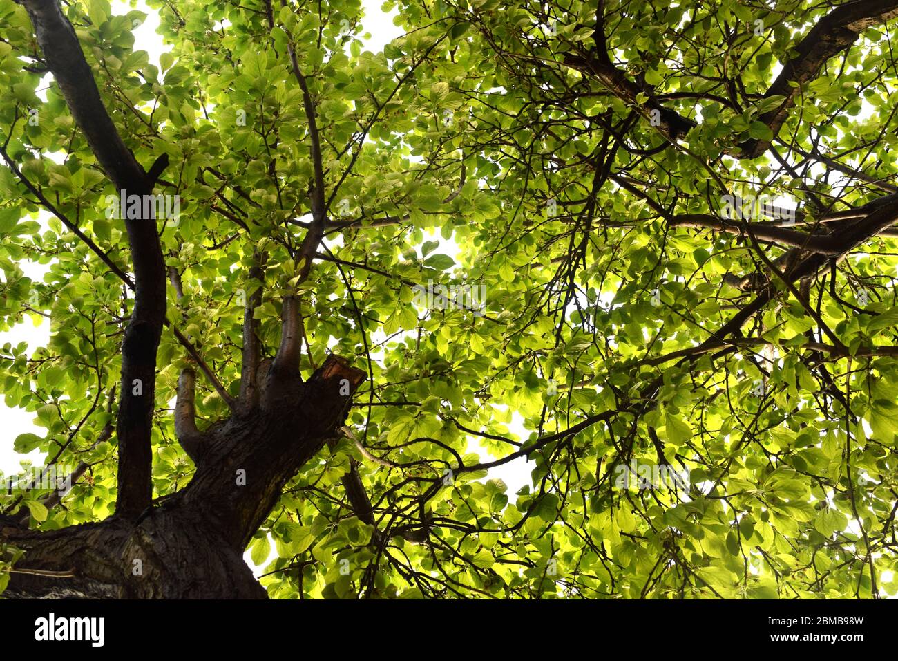 Tree Crown Background For Your Web Design And Needs Stock Photo - Alamy