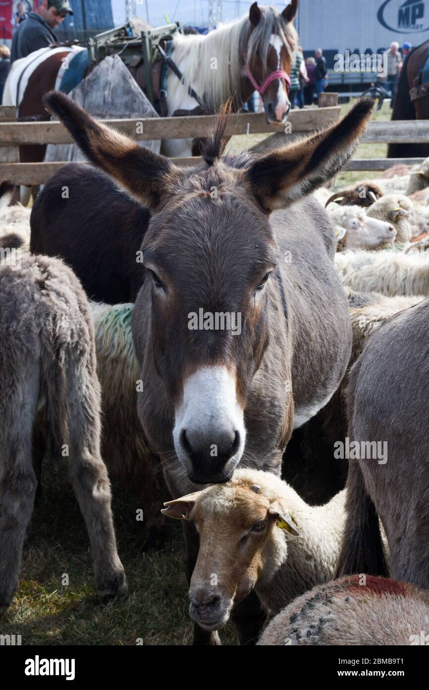 Donkey at the animal market Stock Photo - Alamy