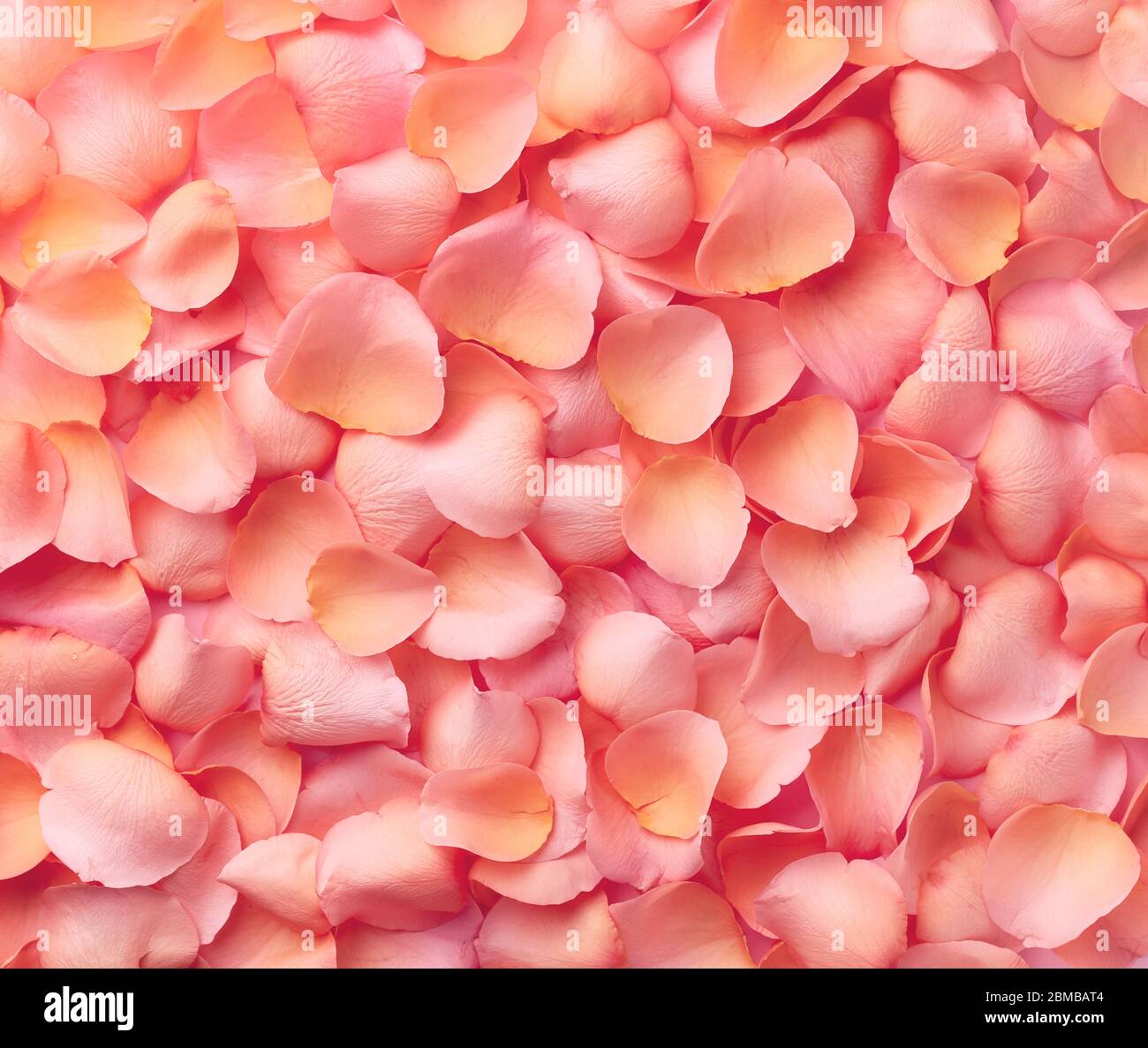 Petals top view hi-res stock photography and images - Alamy