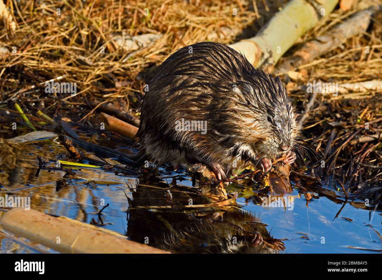 Aquatic plants and animals hi-res stock photography and images - Alamy