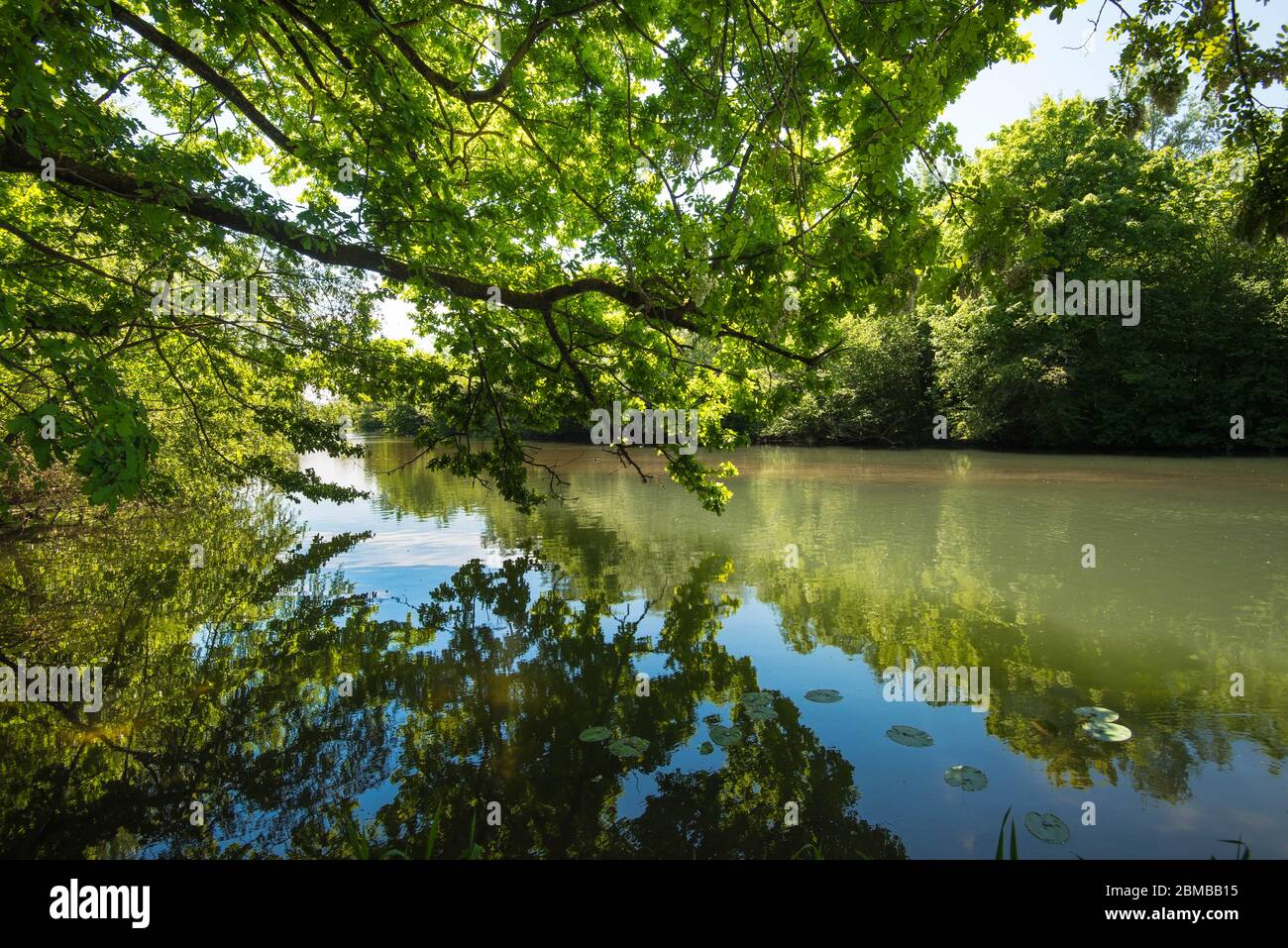 rhine wetlands in the ortenau area in germany Stock Photo - Alamy
