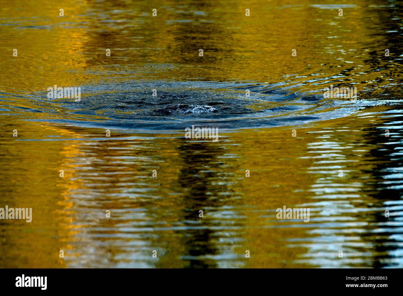 Water ripples patterns abstract hi-res stock photography and images - Alamy