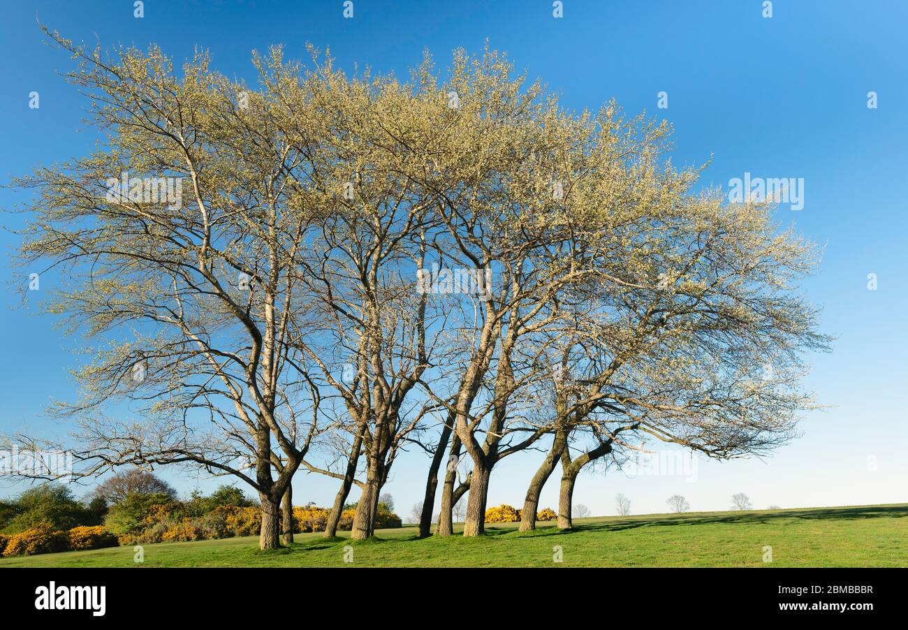 Group of trees set against blue sky and flowering gorse and shrubs ...