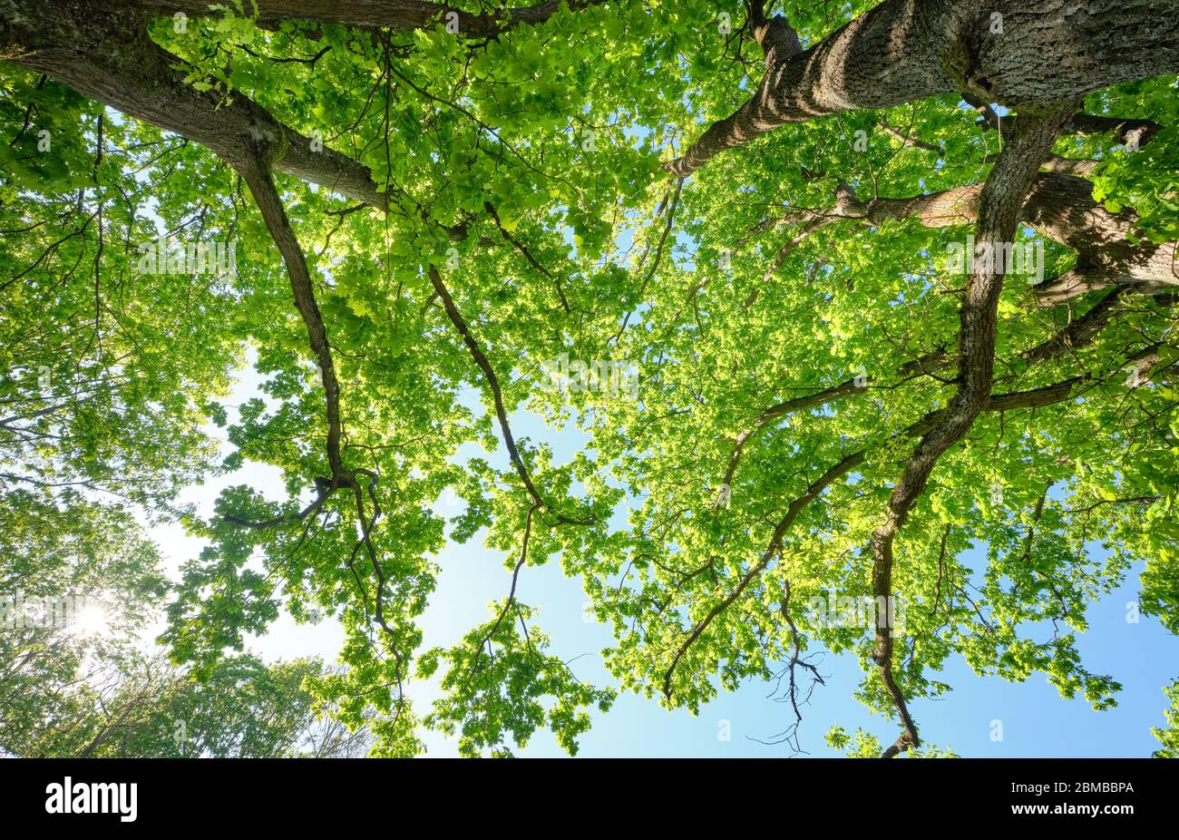 Look up into a beautiful green leaf canopy of high deciduous trees with ...