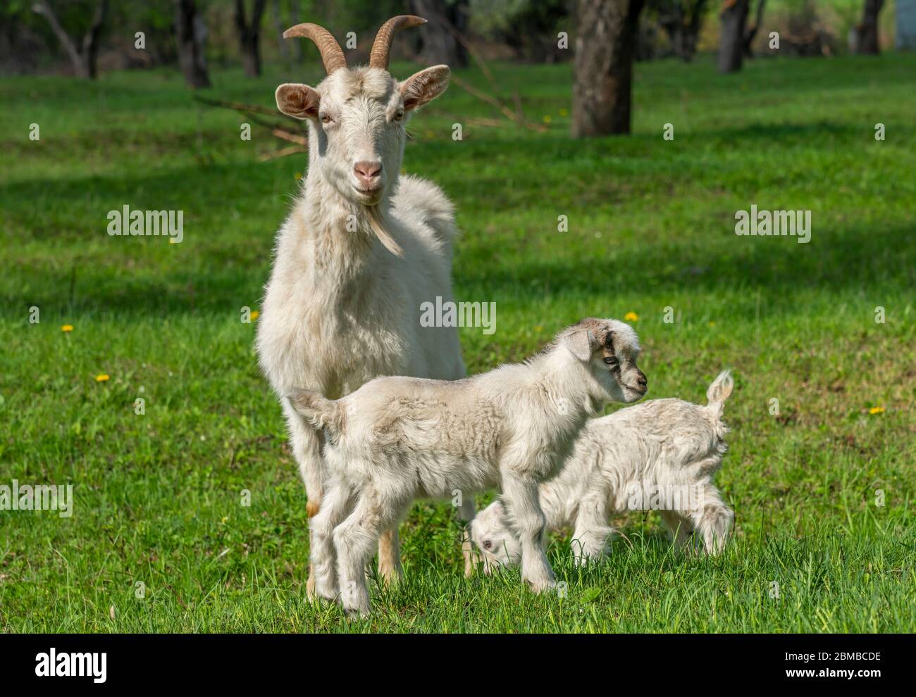 A white goat with two young goats stand on the green grass and look at ...