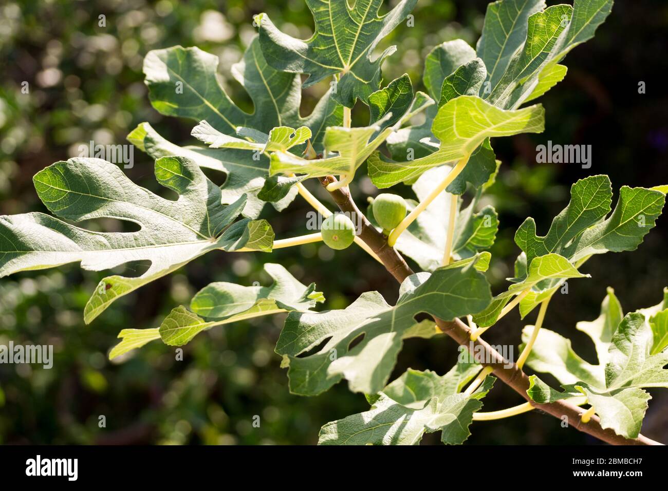 Detail of one branch of a fig tree at sun set, some green fruits are ...