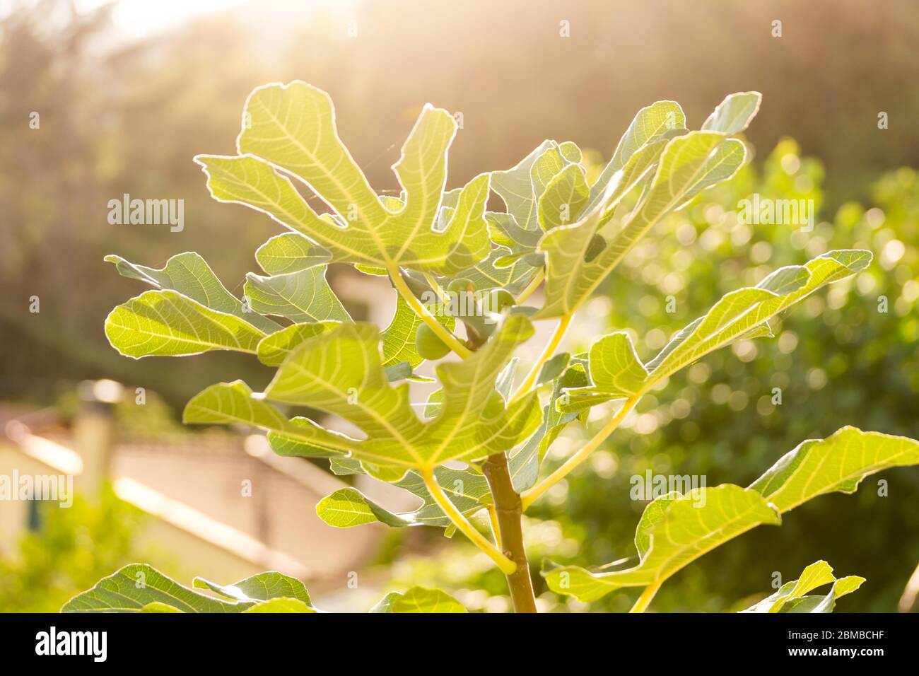 Detail of one branch of a fig tree at sun set, some green fruits are ...