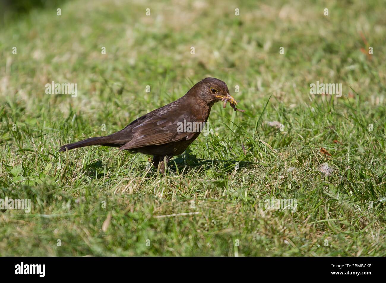 Female Black bird hunting for food Stock Photo - Alamy