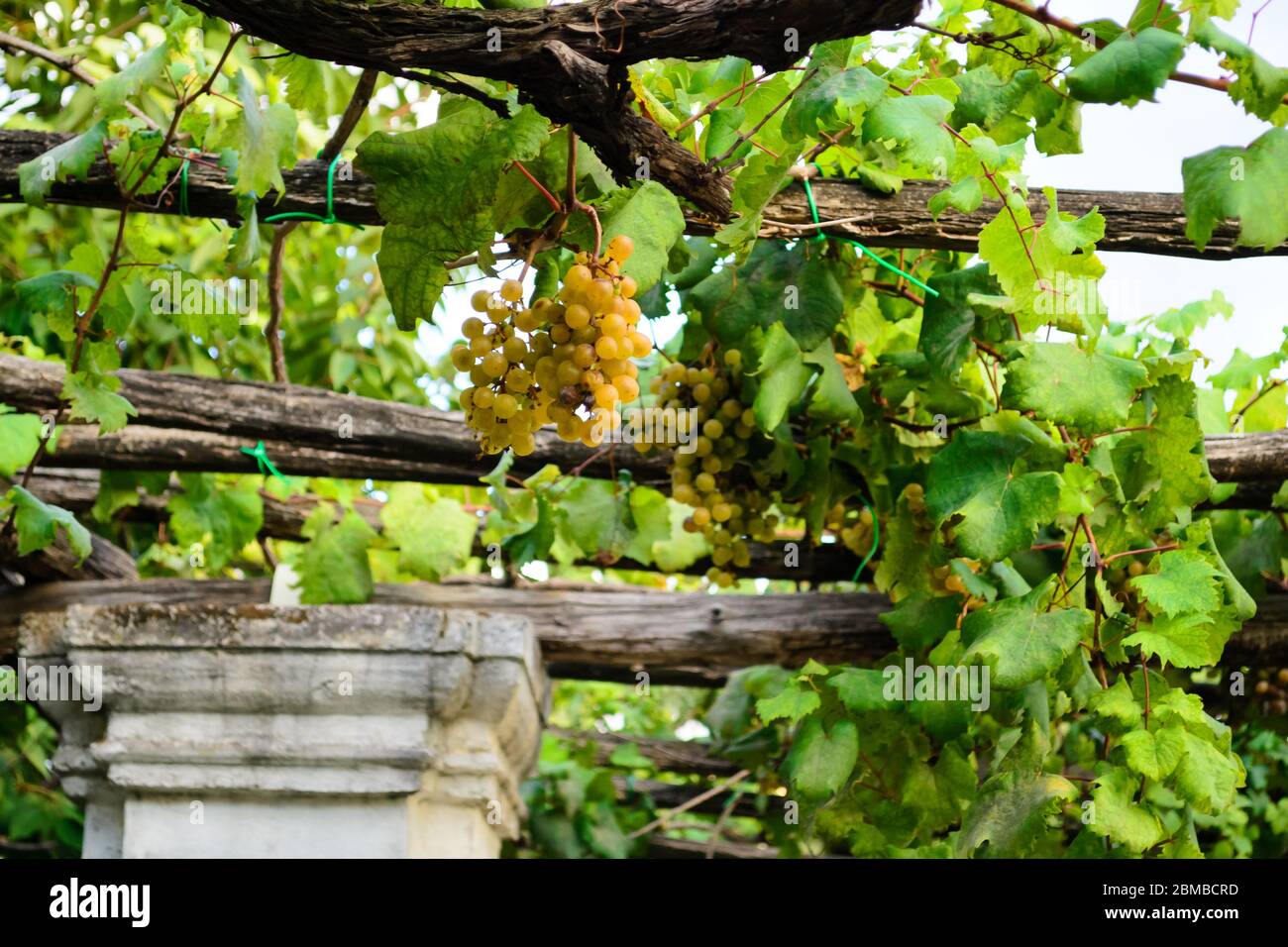 Beautiful Grapes Garden