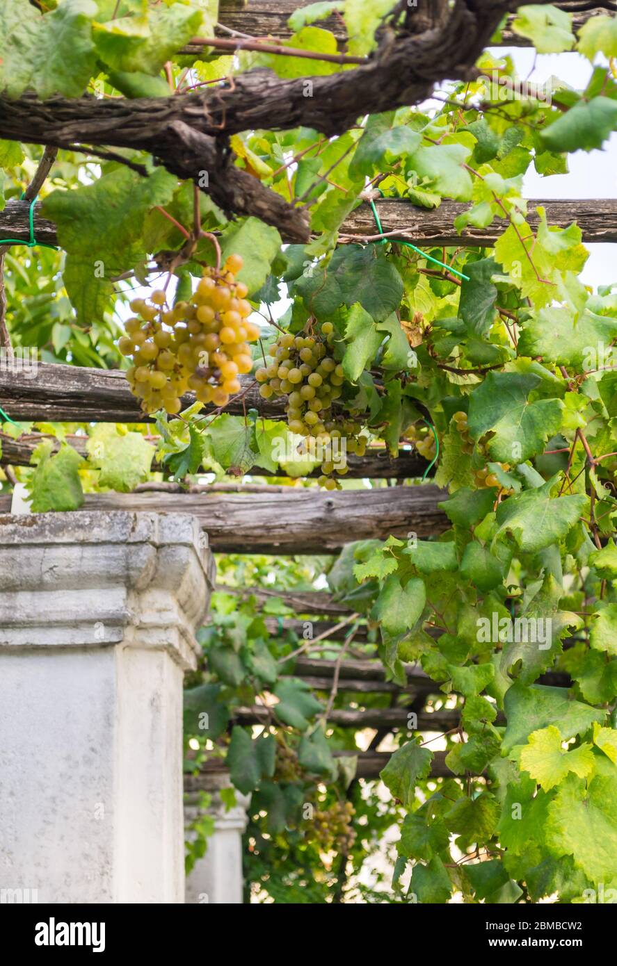 A vine plant with some green grapes and many beautiful green leaves ...