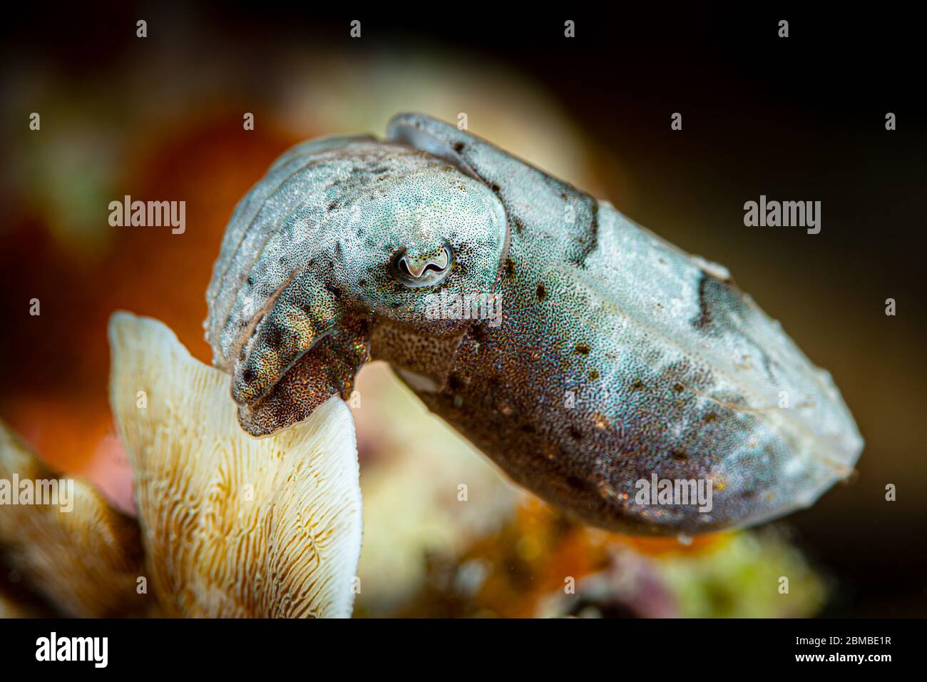 Juvenile cuttlefish hi-res stock photography and images - Alamy