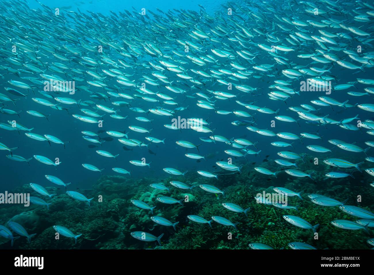 Fusilier fish hi-res stock photography and images - Alamy