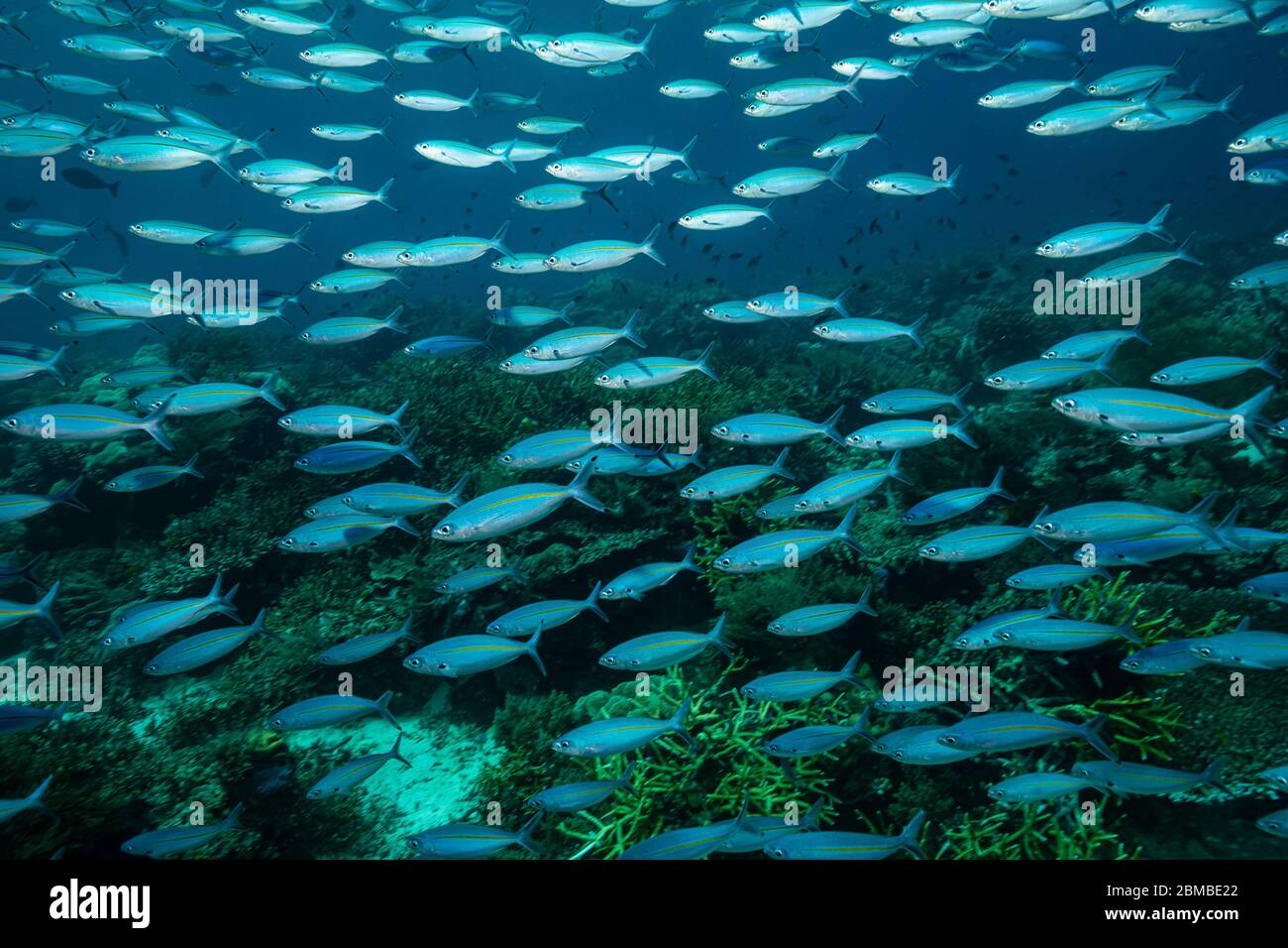Fusilier fish school papua hi-res stock photography and images - Alamy