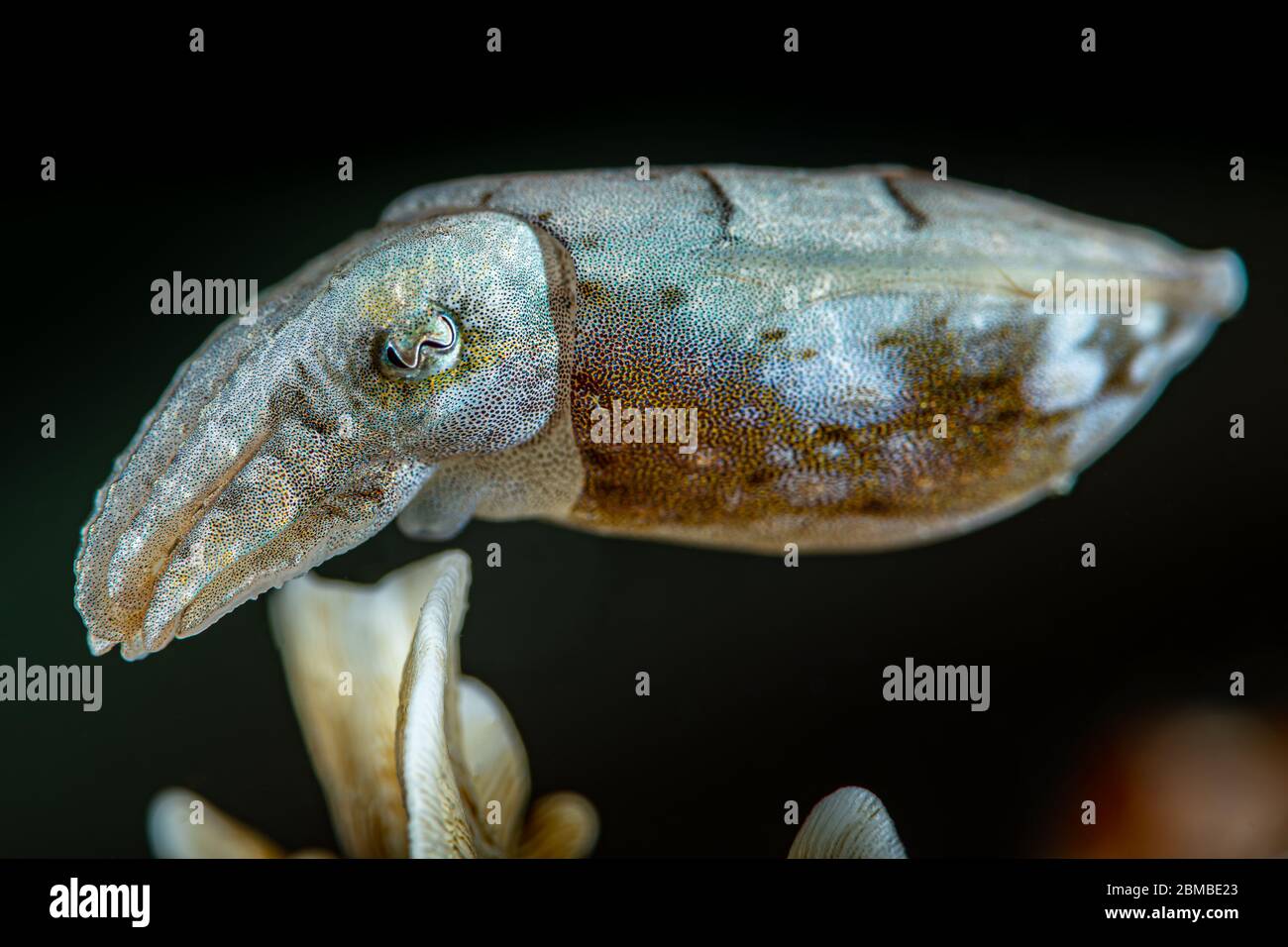 Juvenile cuttlefish hi-res stock photography and images - Alamy